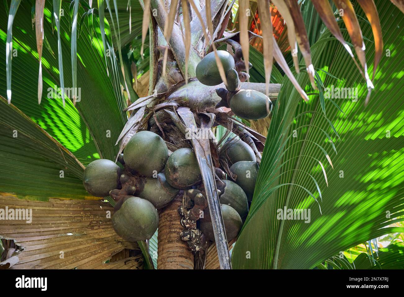 Huge nuts of Coco de mer palm tree in Vallee de Mai, Praslin Island ...