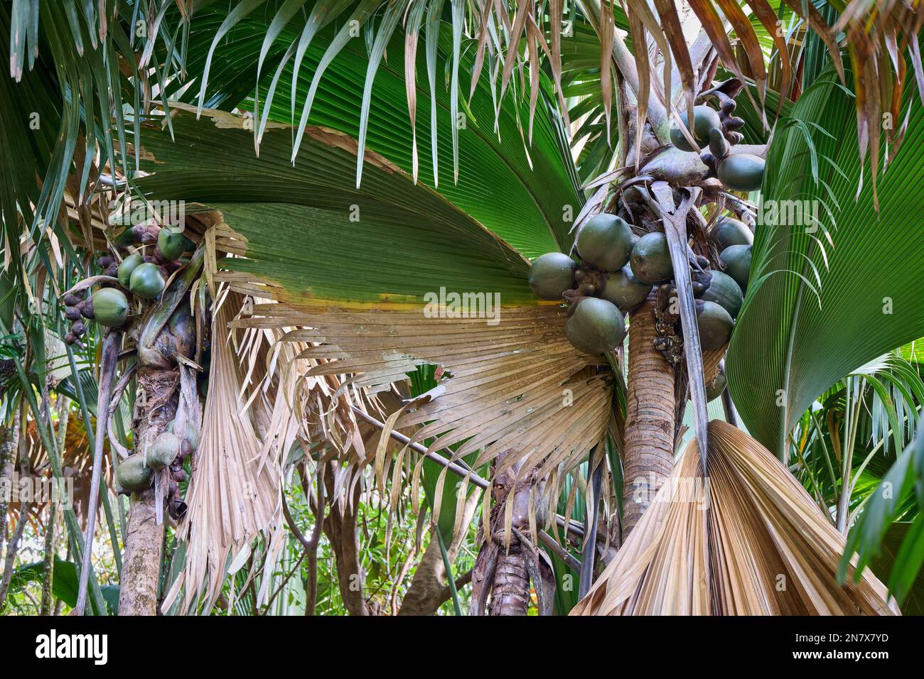 Coco de mer palme hi-res stock photography and images - Alamy