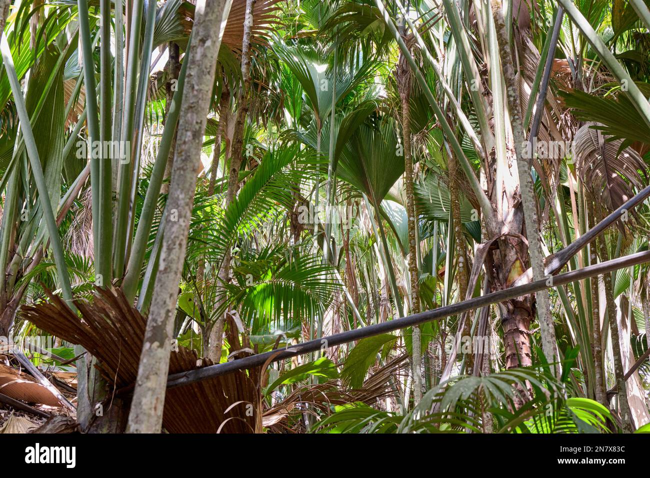 Coco de mer plant in Vallee de Mai, Praslin Island, Seychelles Stock ...