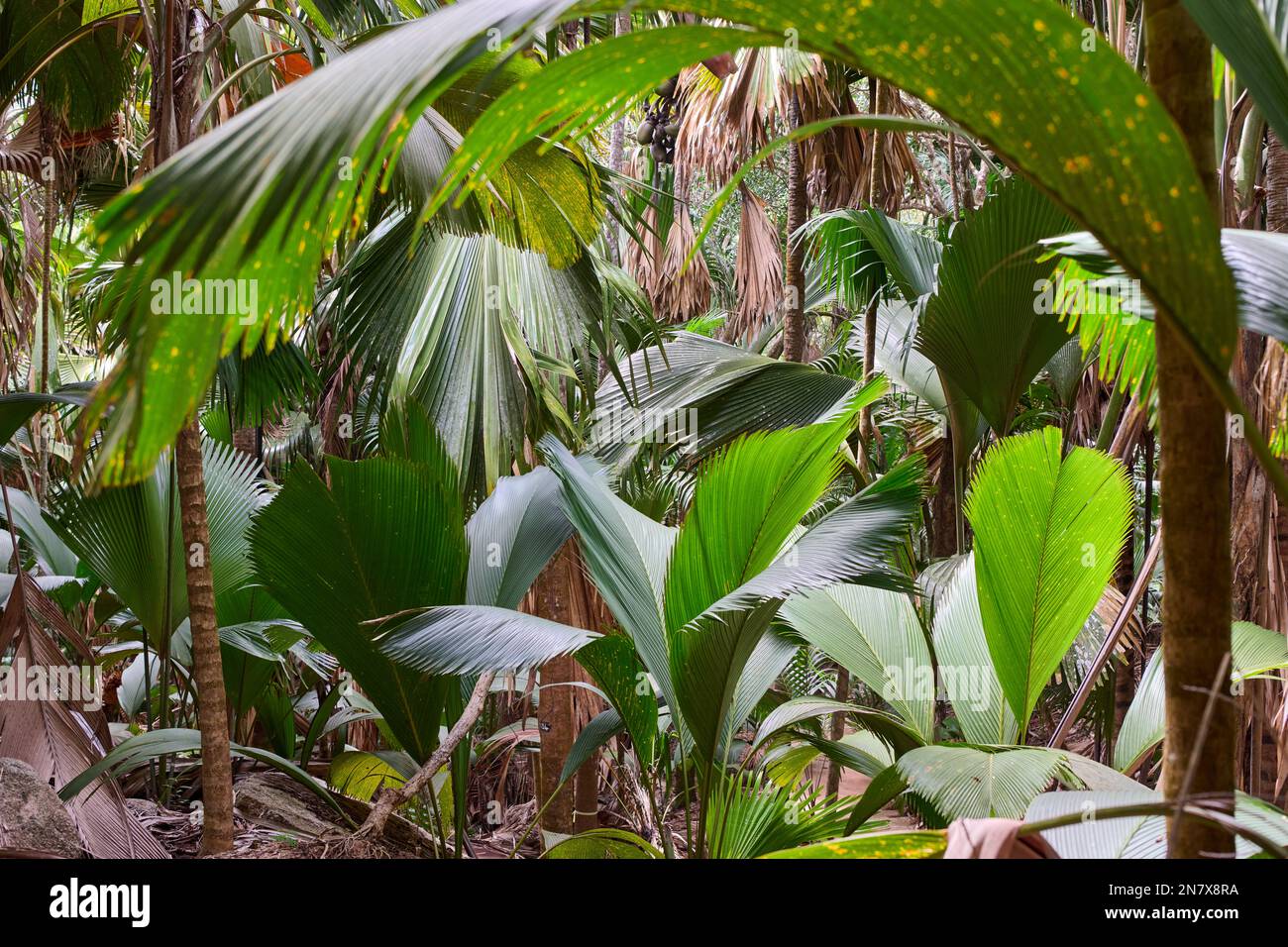 Coco de mer plant in Vallee de Mai, Praslin Island, Seychelles Stock ...