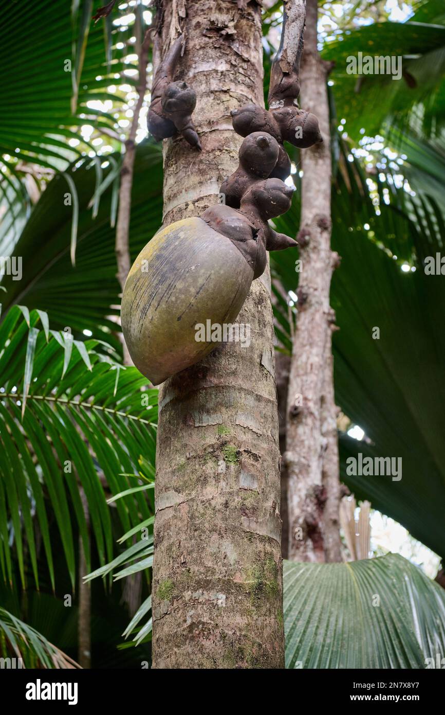 Huge nuts of Coco de mer palm tree in Vallee de Mai, Praslin Island ...