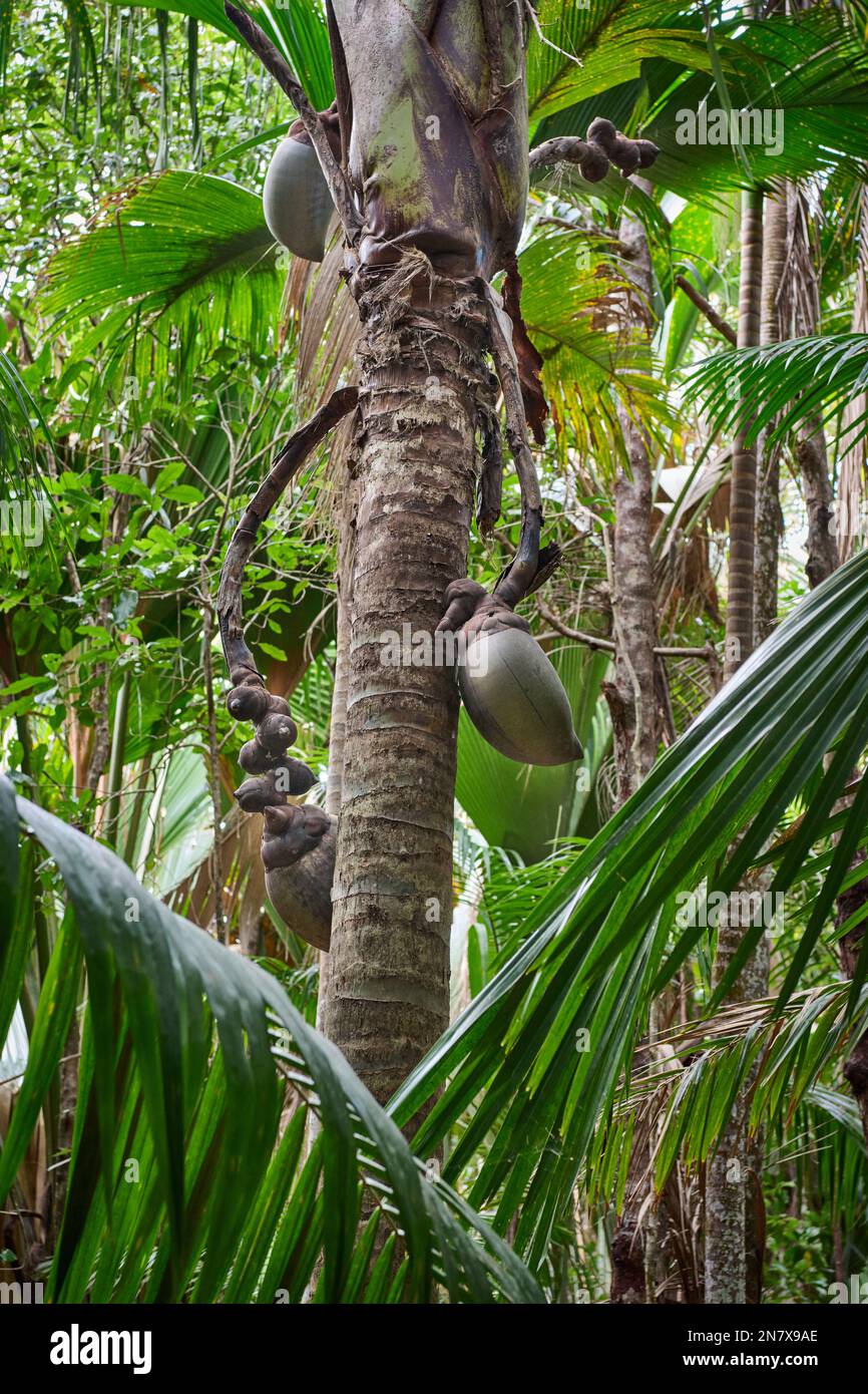 Coco de mer palme hi-res stock photography and images - Alamy