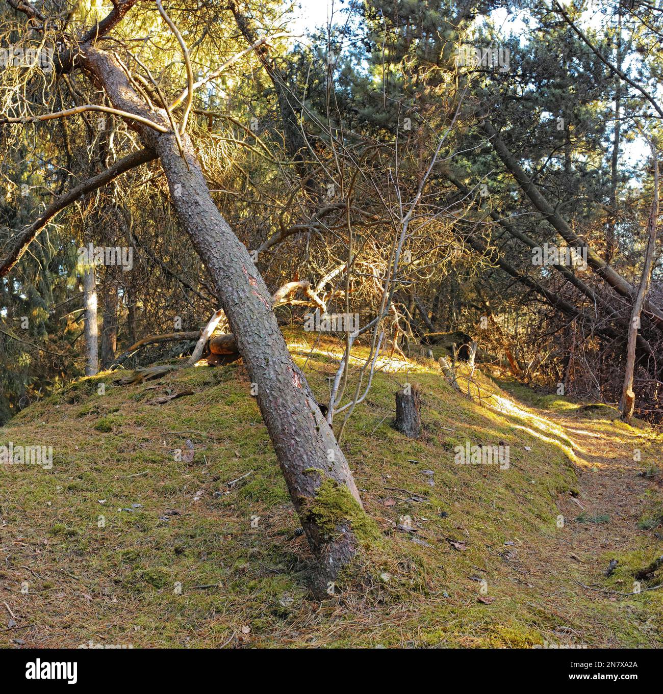 Trees of all types and seasons. A beautiful world of differences. Trees ...