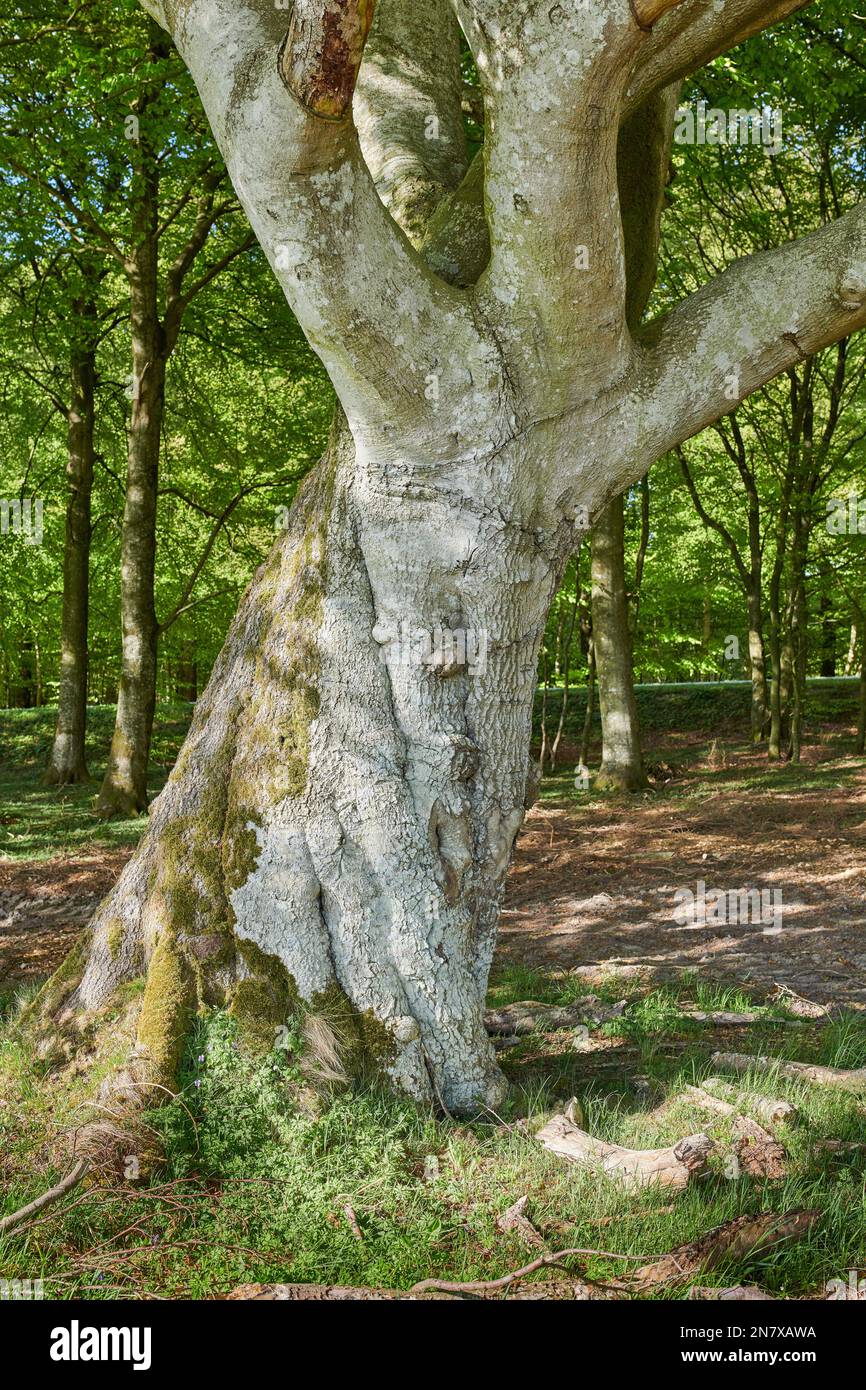Trees of all types and seasons. A beautiful world of differences. Trees ...