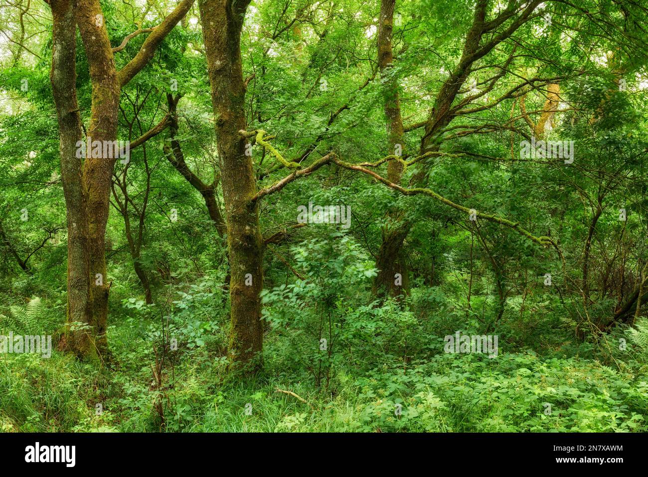 Trees of all types and seasons. A beautiful world of differences. Trees ...