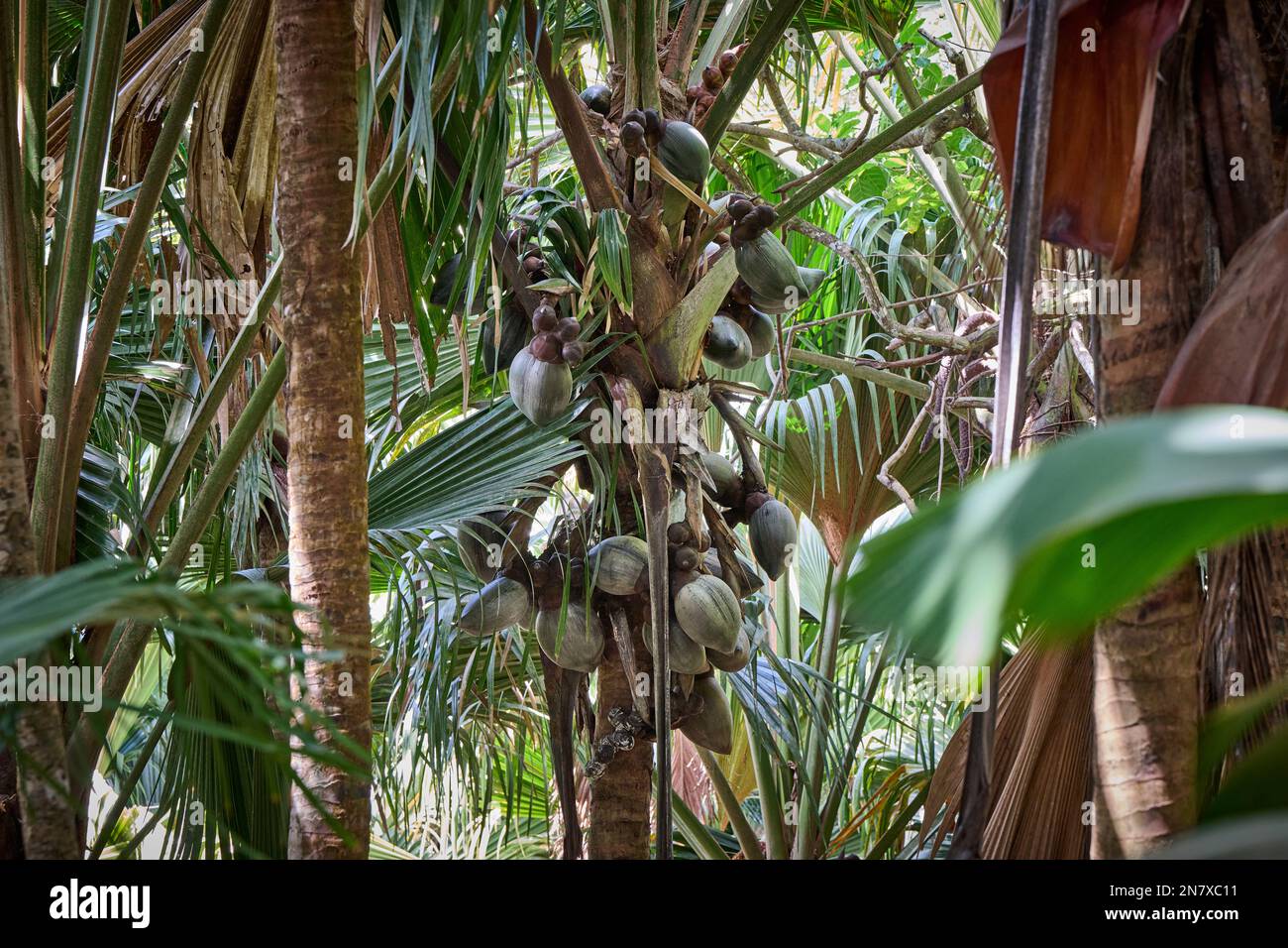 National plant of the seychelles hi-res stock photography and images ...