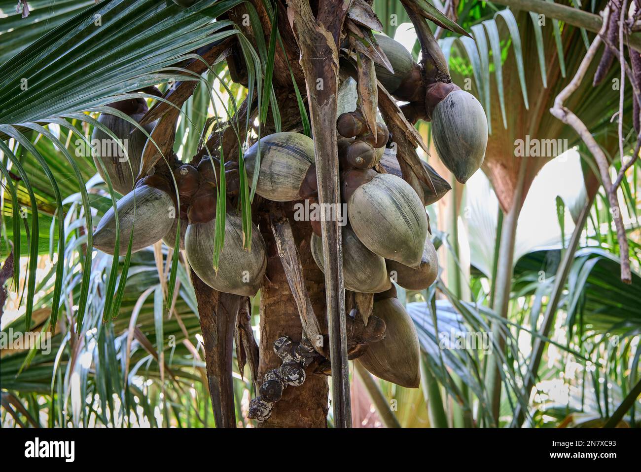 Huge nuts of Coco de mer palm tree in Vallee de Mai, Praslin Island ...