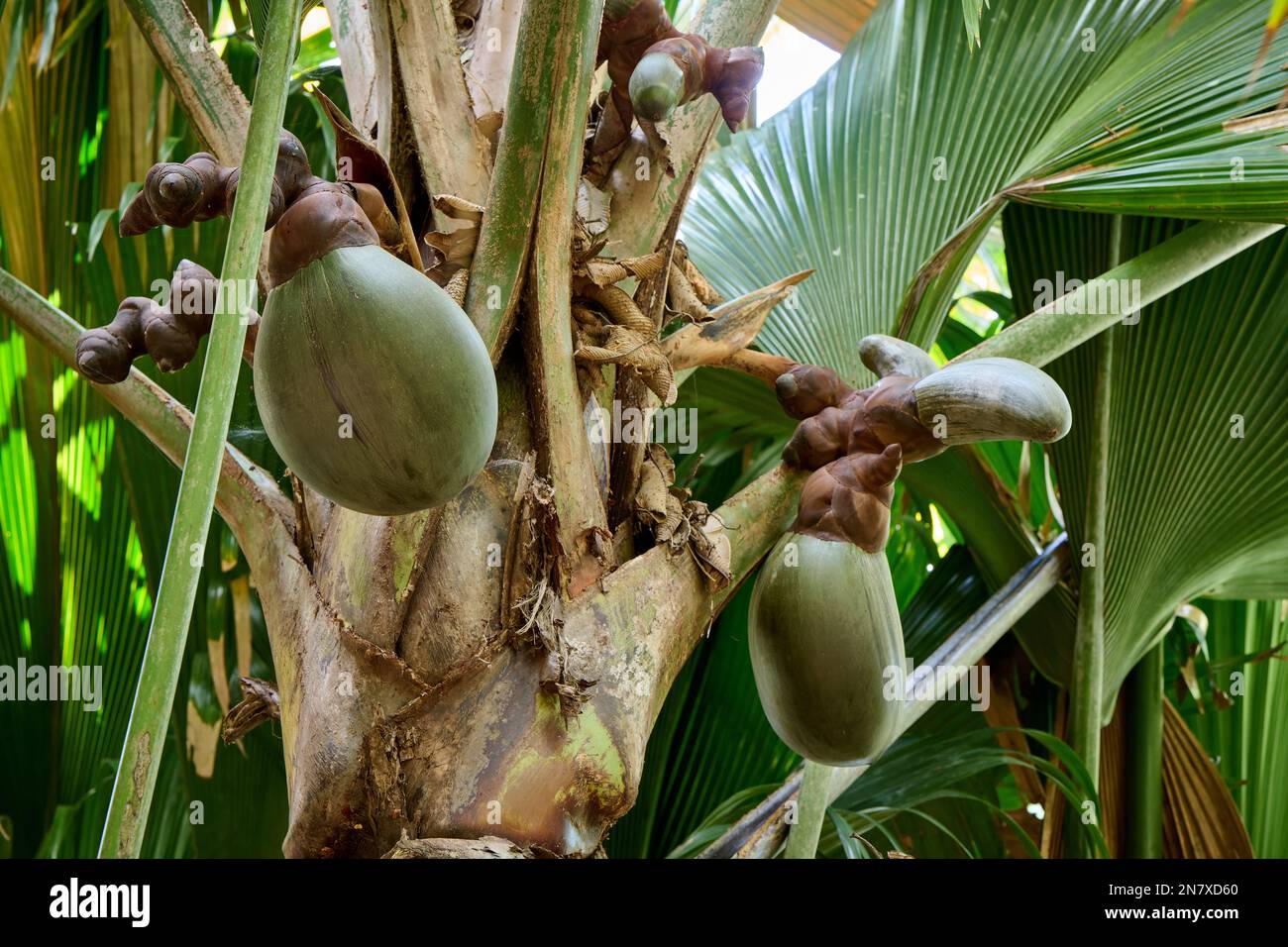 Huge nuts of Coco de mer palm tree in Vallee de Mai, Praslin Island ...