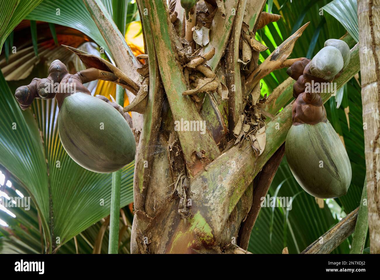 Huge nuts of Coco de mer palm tree in Vallee de Mai, Praslin Island ...