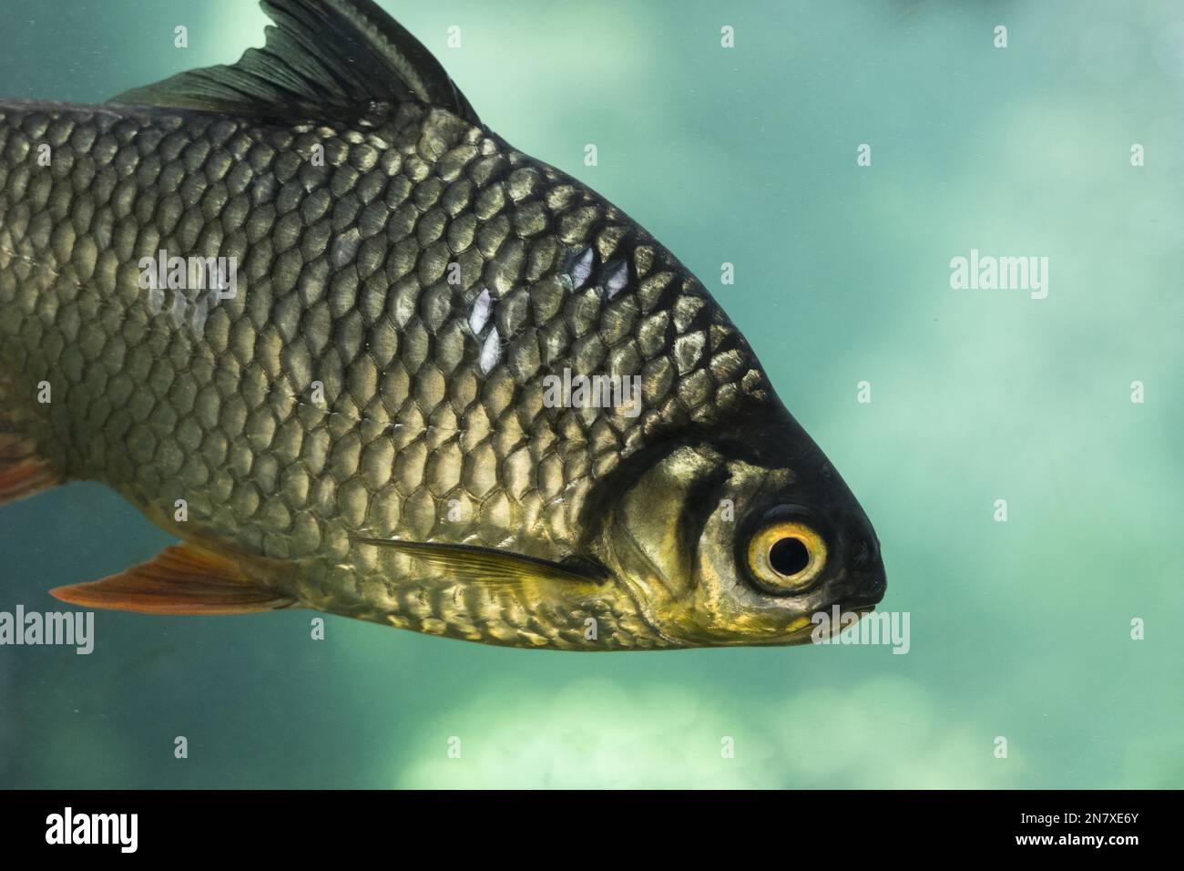 Carp jump hi-res stock photography and images - Alamy