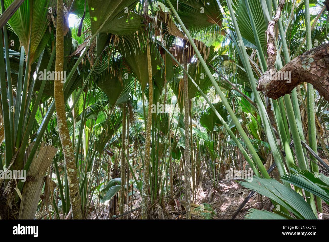 Coco de mer plant in Vallee de Mai, Praslin Island, Seychelles Stock ...