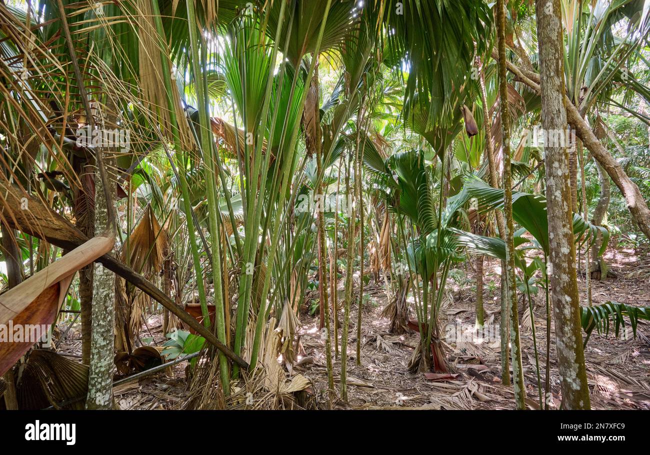 Coco de mer palme hi-res stock photography and images - Alamy