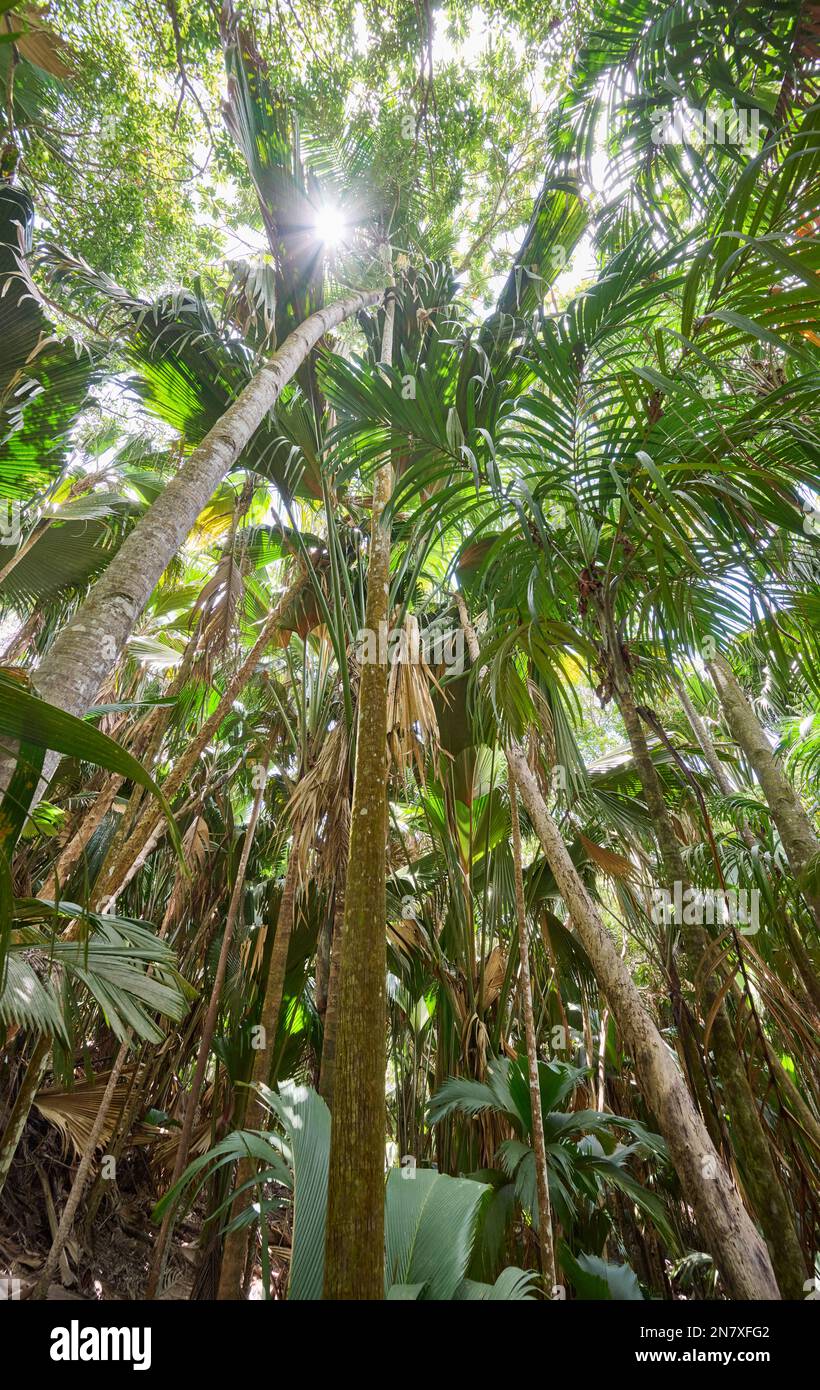 Coco de mer plant in Vallee de Mai, Praslin Island, Seychelles Stock ...