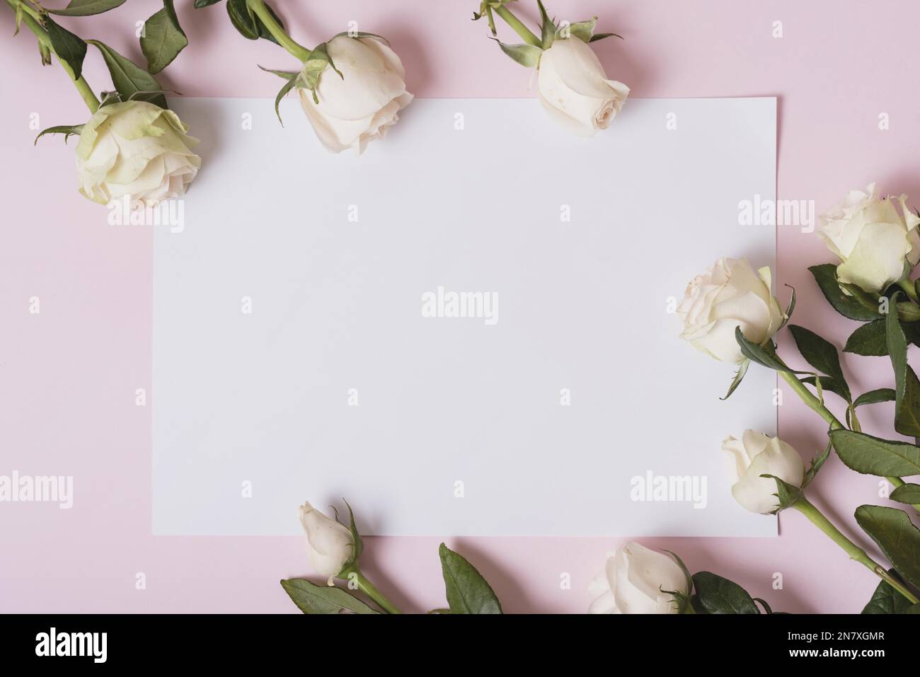 beautiful roses blank paper against pink background Stock Photo - Alamy