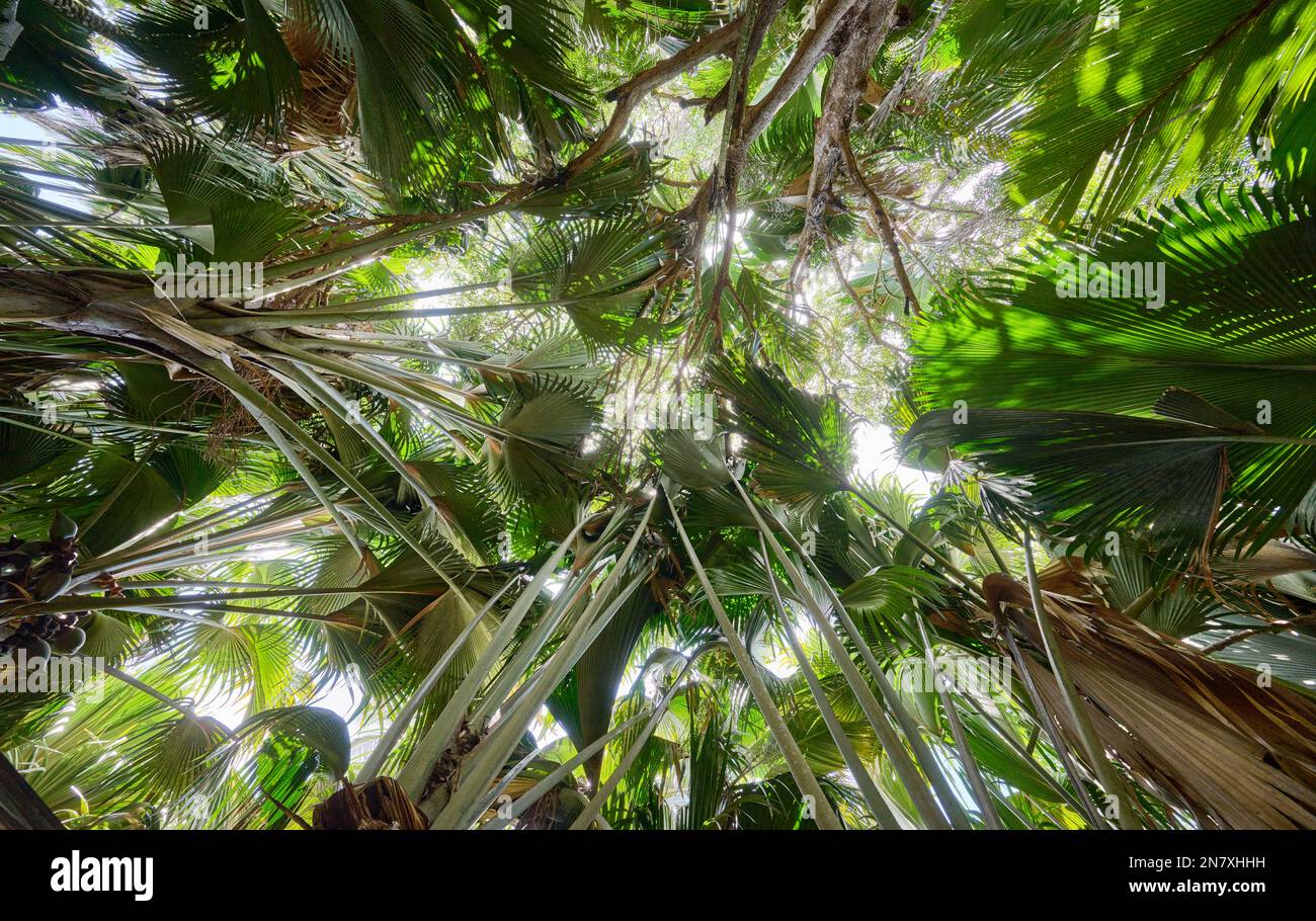 National plant of the seychelles hi-res stock photography and images ...