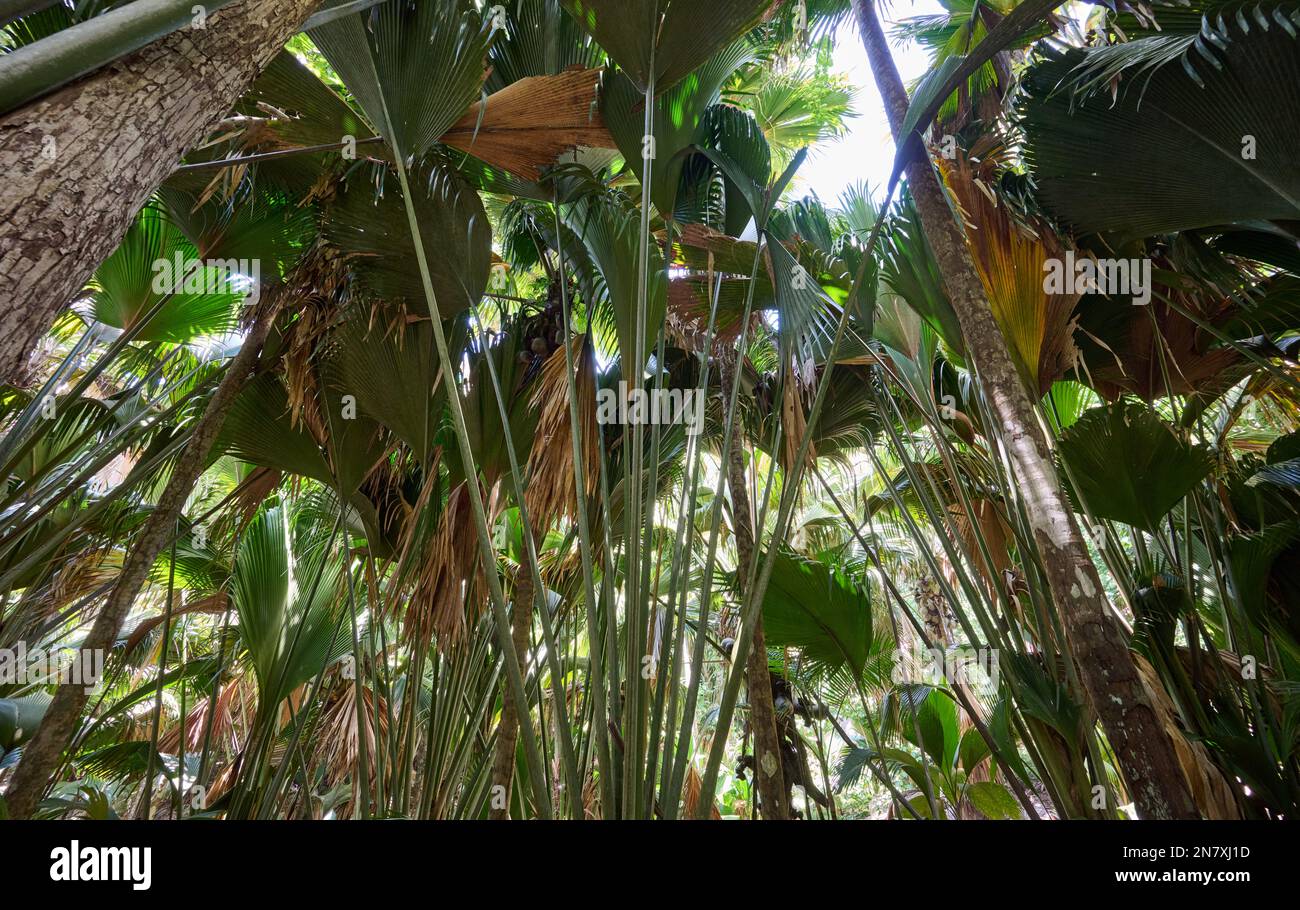 Coco de mer palme hi-res stock photography and images - Alamy
