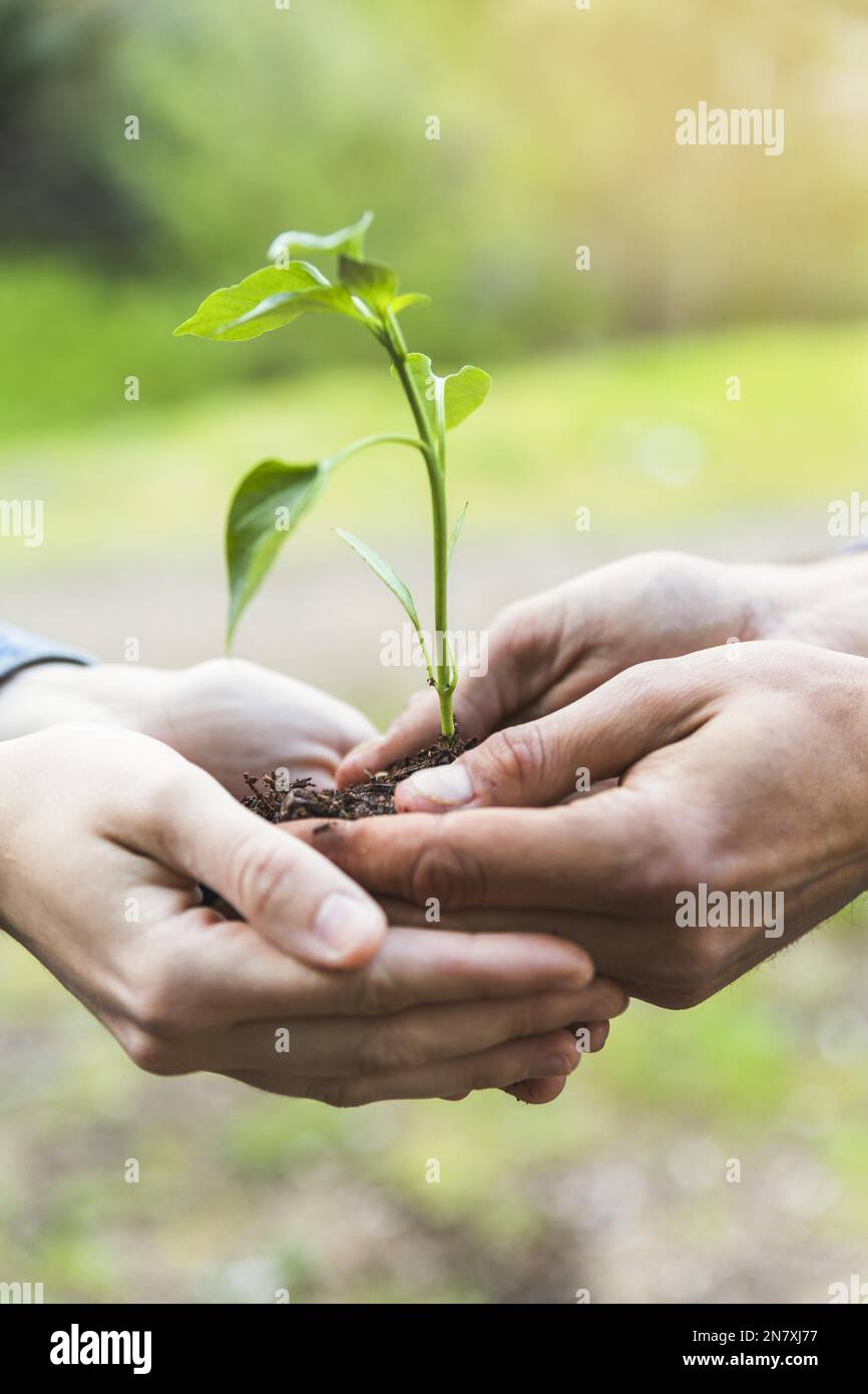 crop hands holding sapling (1 Stock Photo - Alamy