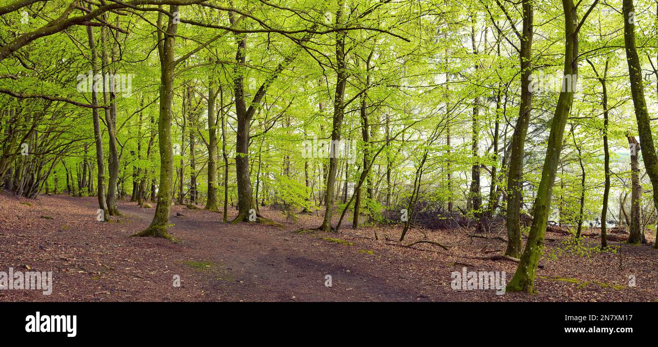 Trees of all types and seasons. A beautiful world of differences. Trees ...