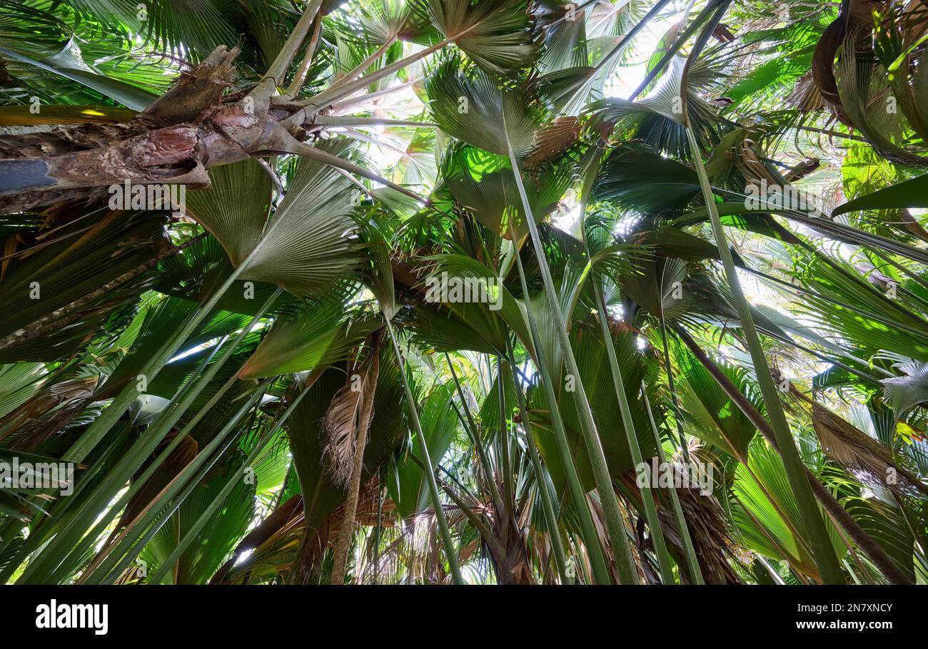 Coco de mer plant in Vallee de Mai, Praslin Island, Seychelles Stock ...