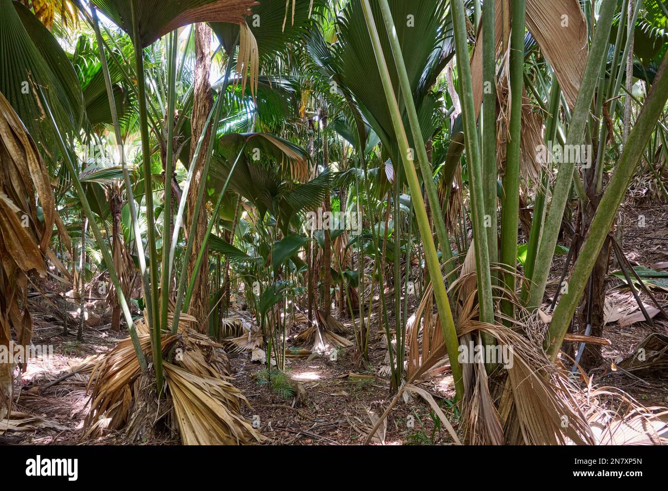 Coco de mer plant in Vallee de Mai, Praslin Island, Seychelles Stock ...