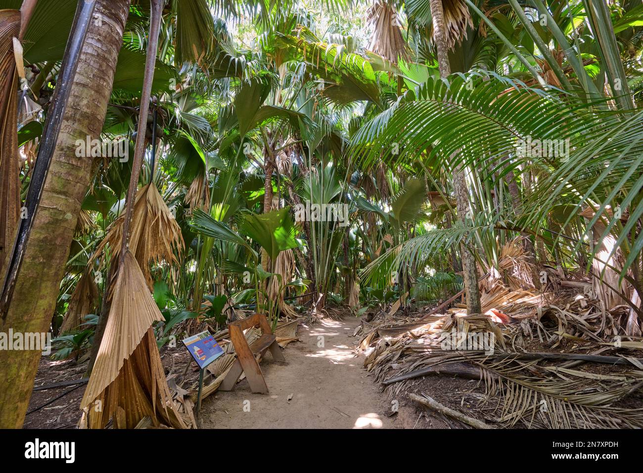Coco de mer plant in Vallee de Mai, Praslin Island, Seychelles Stock ...