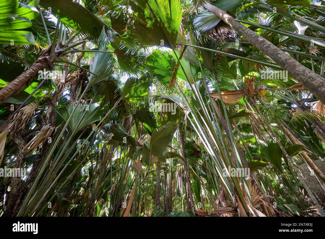 Coco de mer palme hi-res stock photography and images - Alamy