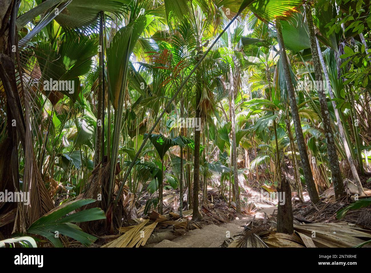 Coco de mer palme hi-res stock photography and images - Alamy