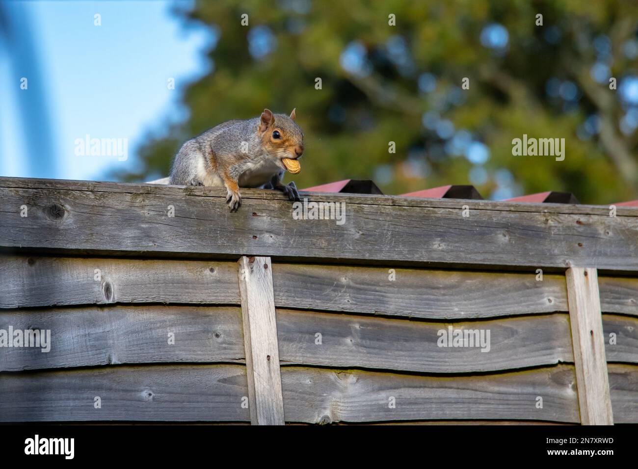 Squirrel sat on fence with nut in mouth Stock Photo - Alamy