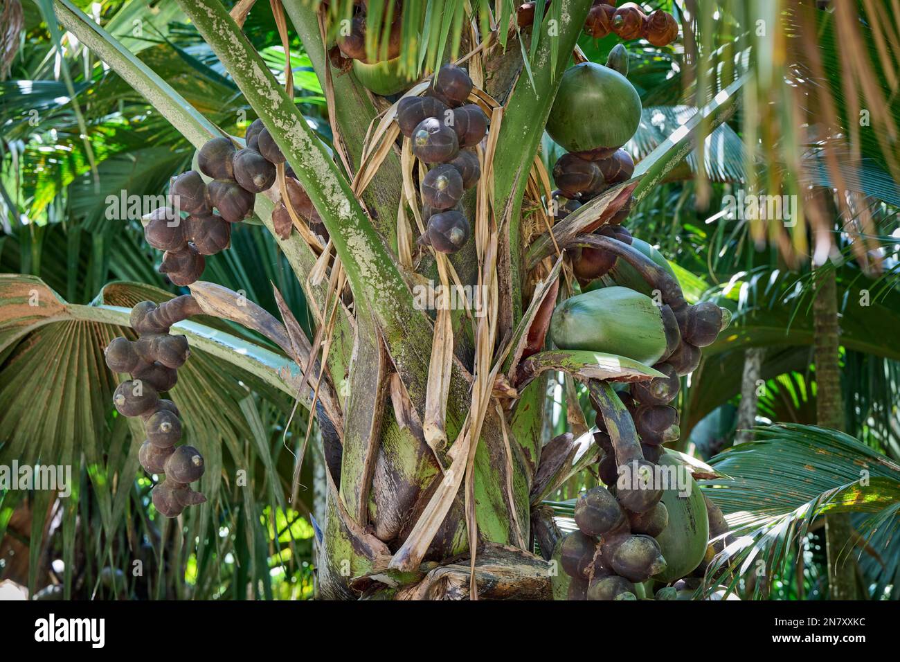 Huge nuts of Coco de mer palm tree in Vallee de Mai, Praslin Island ...