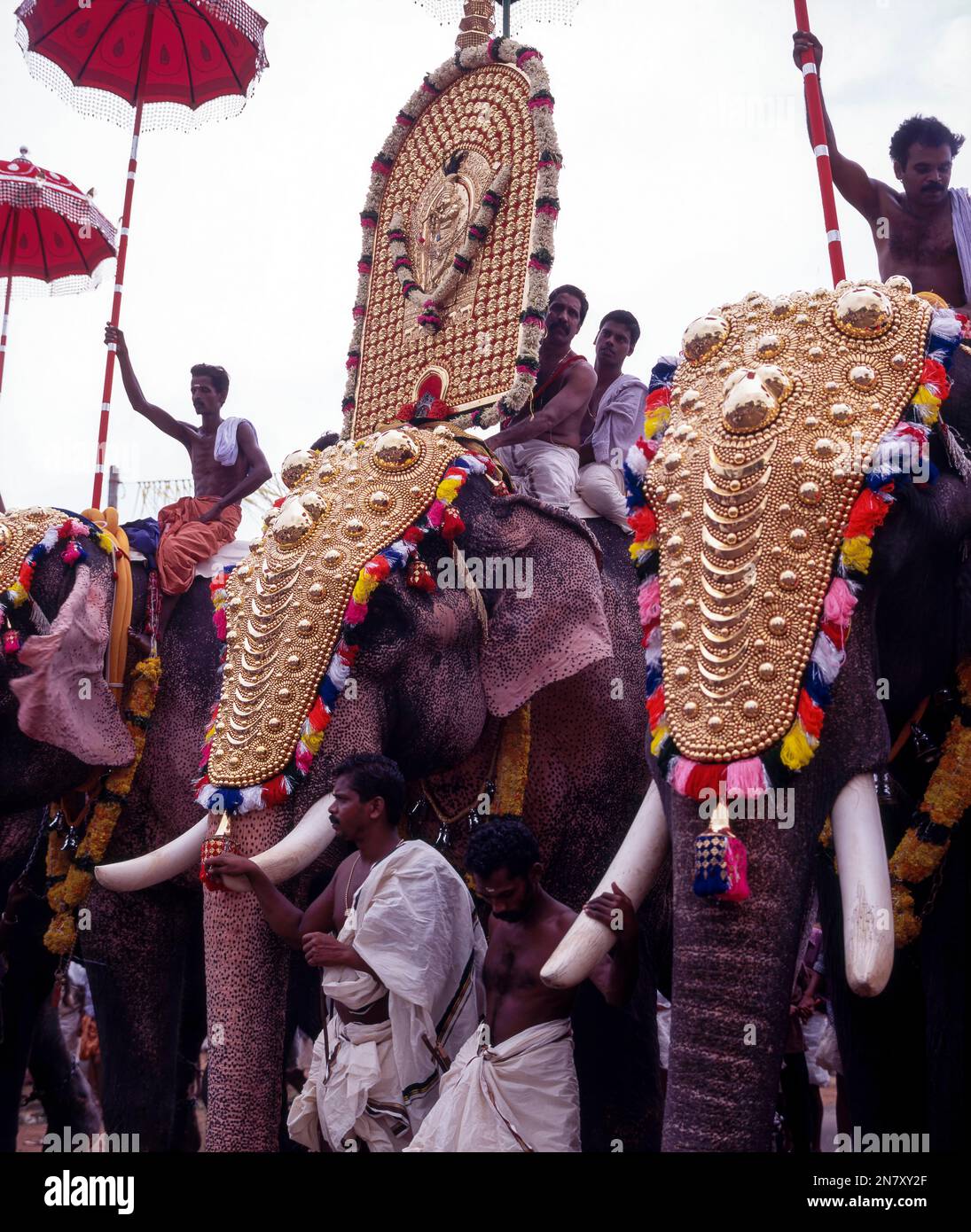 Caparisoned elephants in Pooram festival, Thrissur or Trichur, Kerala ...