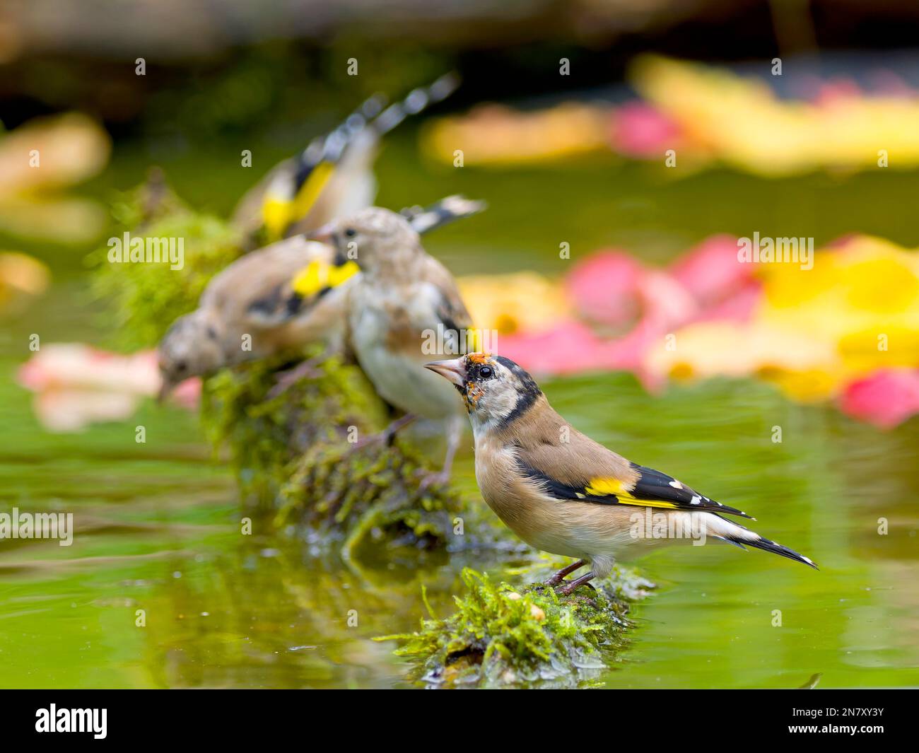 European goldfinch (Carduelis carduelis), young birds drinking in ...