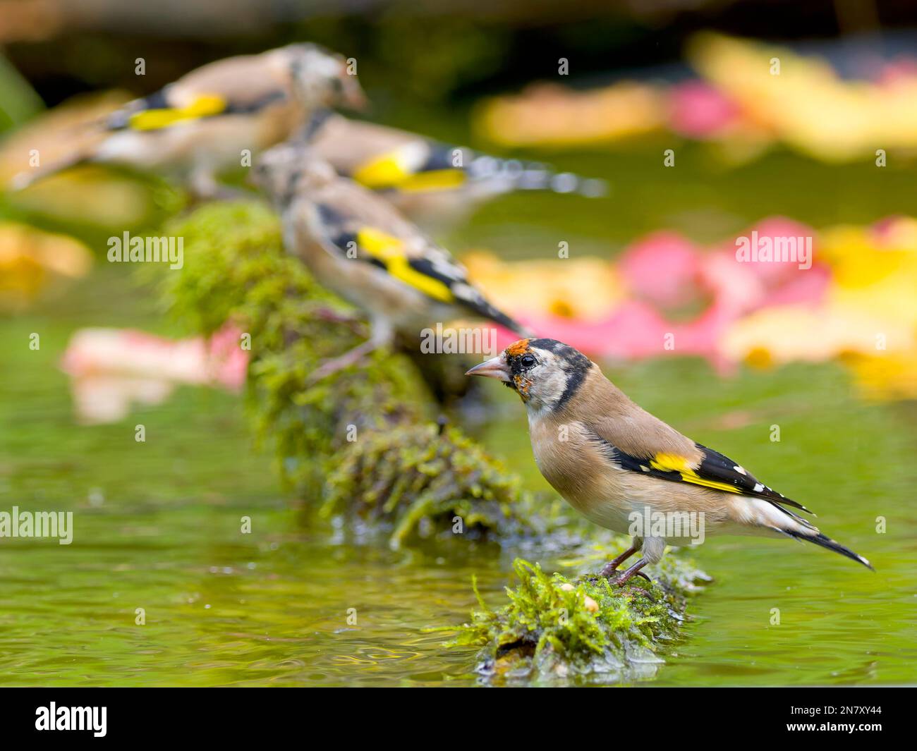 European goldfinch (Carduelis carduelis), young birds drinking in ...