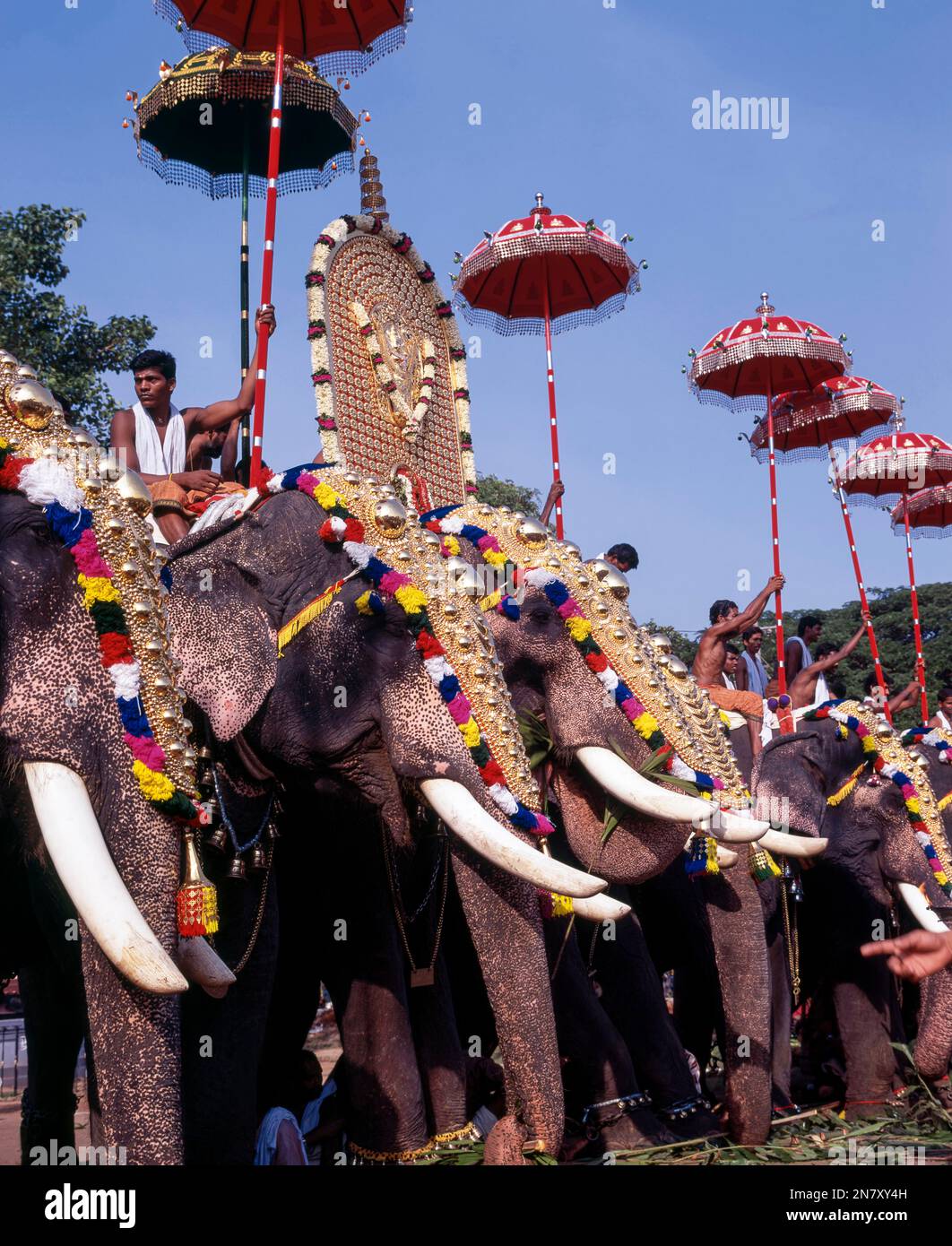 Caparisoned elephants in Pooram festival, Thrissur or Trichur, Kerala ...