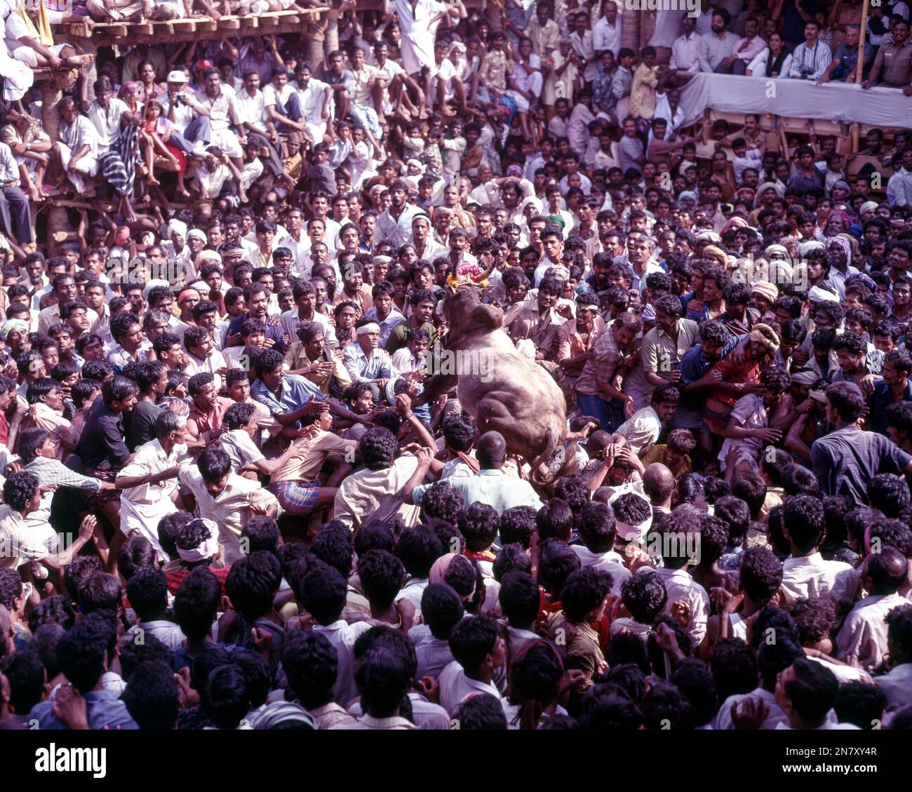 Jallikattu taming, bull jumbing on the crowd in Alanganallur during ...