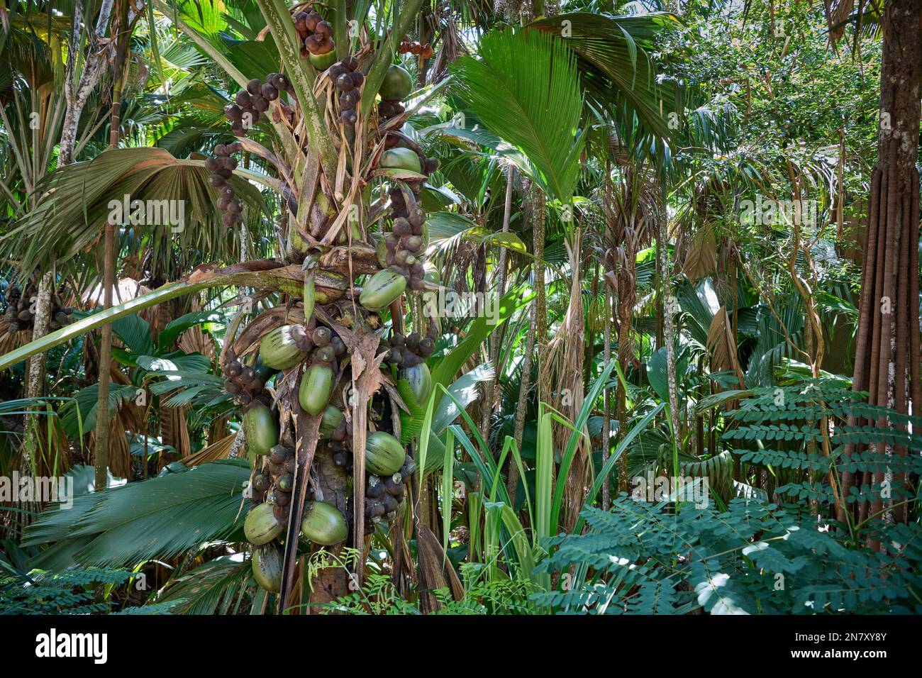 Huge nuts of Coco de mer palm tree in Vallee de Mai, Praslin Island ...