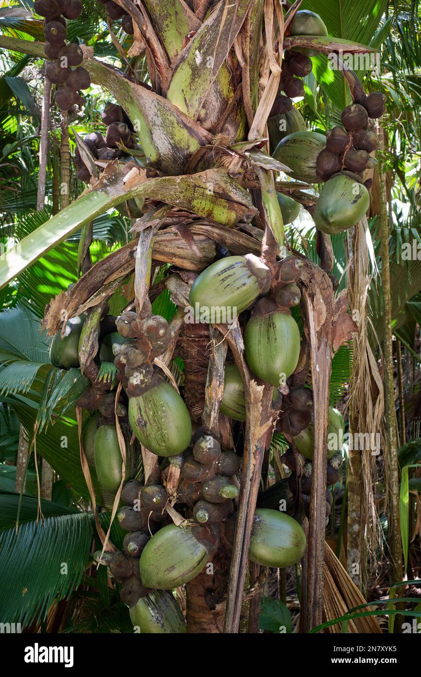 Huge nuts of Coco de mer palm tree in Vallee de Mai, Praslin Island ...