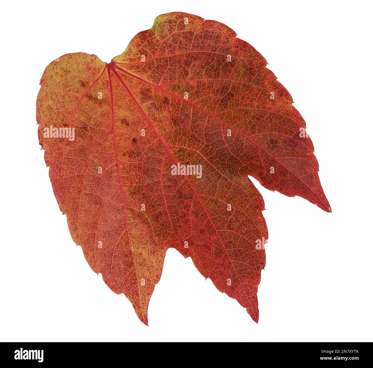 Vitis vinifera subsp. sylvestris (Vitis vinifera subsp. Sylvestris ...