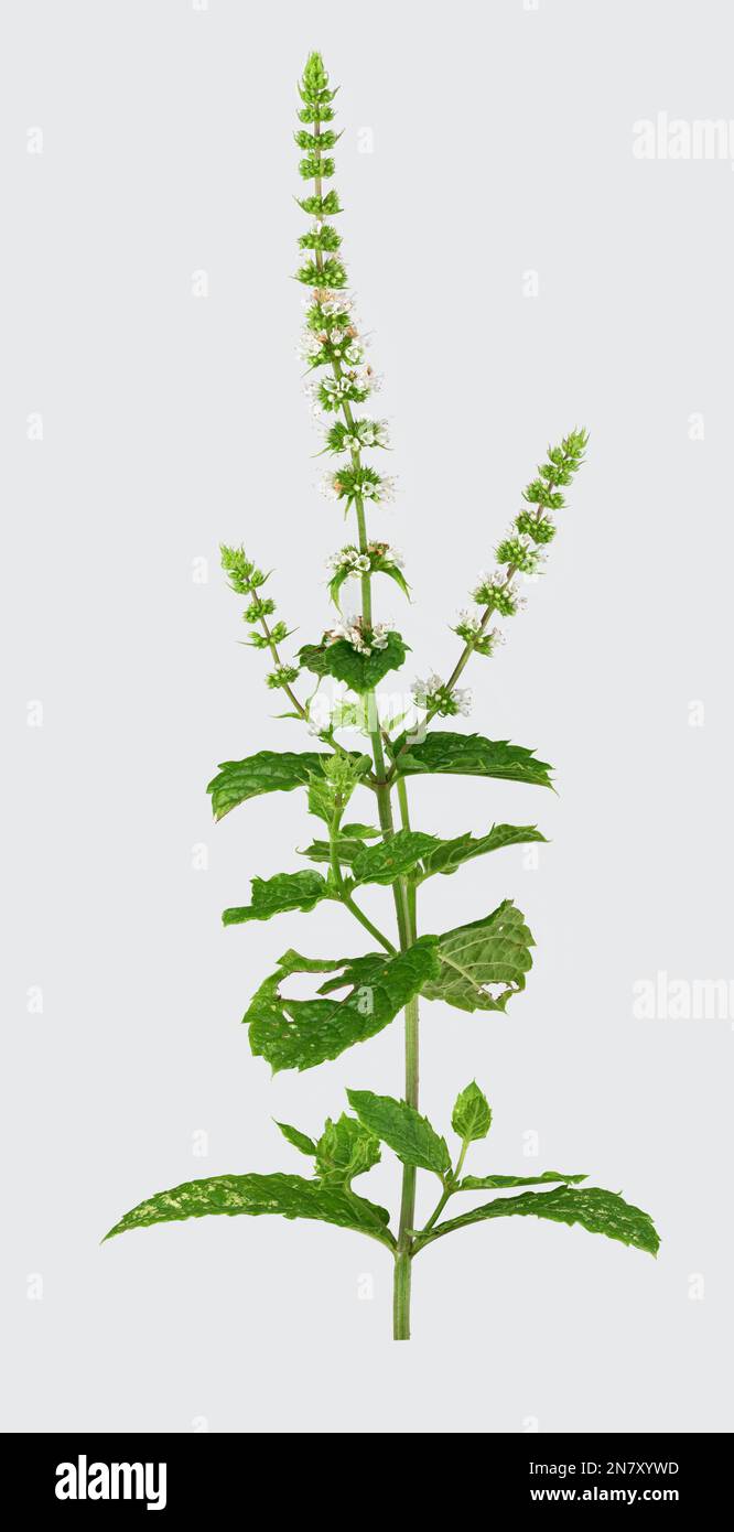 Curled mint (Mentha spicata var. crispa), flower, plant, North Africa ...