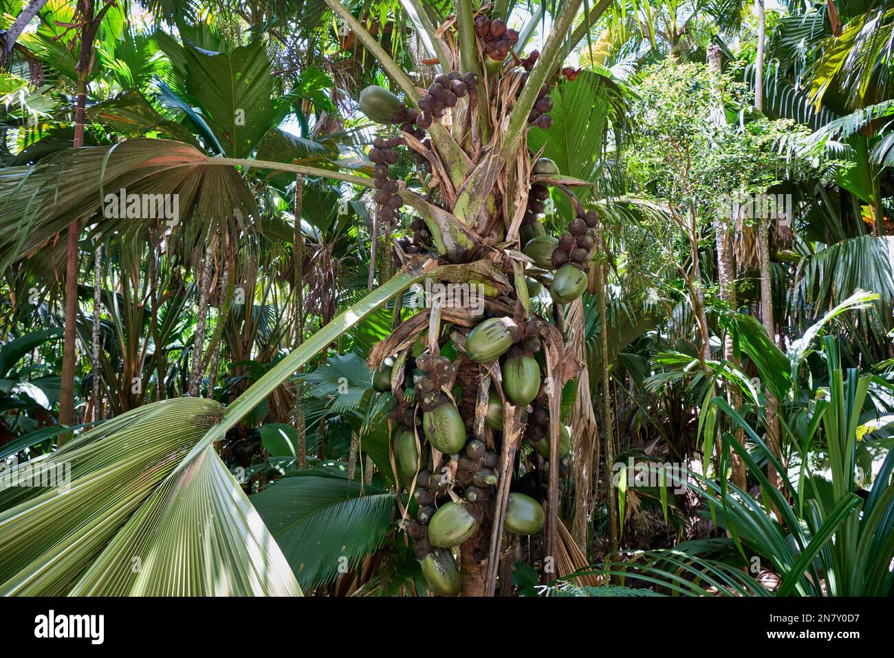 Huge nuts of Coco de mer palm tree in Vallee de Mai, Praslin Island ...