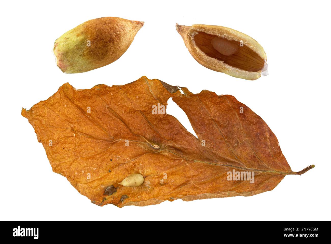 Gall midge hi-res stock photography and images - Alamy