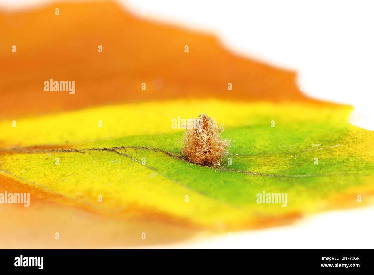 Small beech leaf gall midge (Hartigiola annulipes), on leaf of copper ...