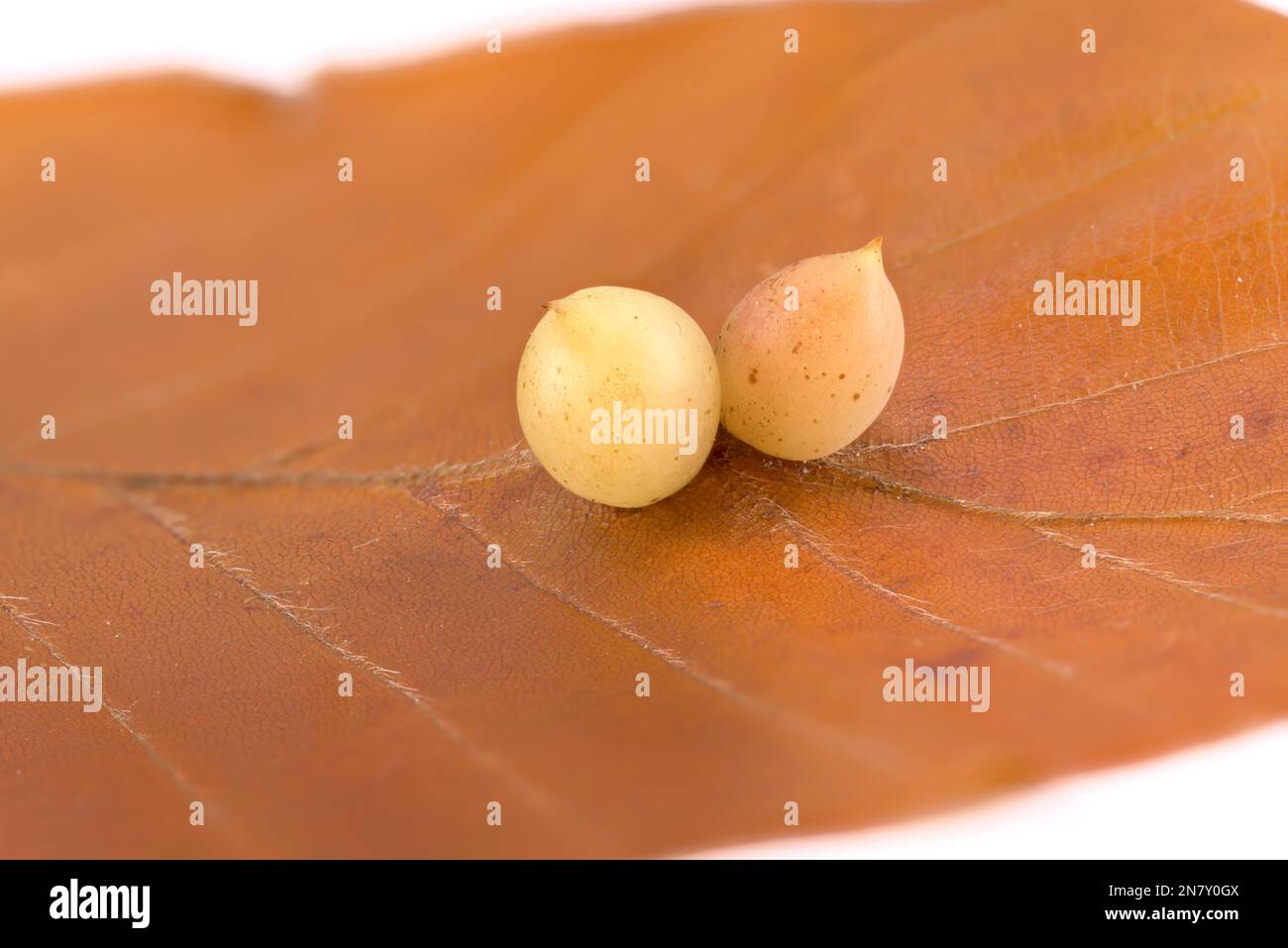 Mikiola fagi hi-res stock photography and images - Alamy