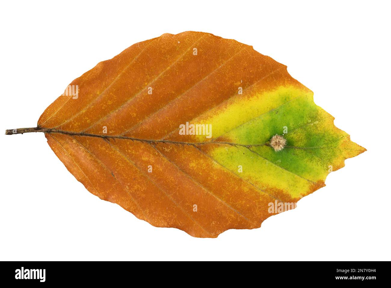 Small beech leaf gall midge (Hartigiola annulipes), on leaf of copper ...