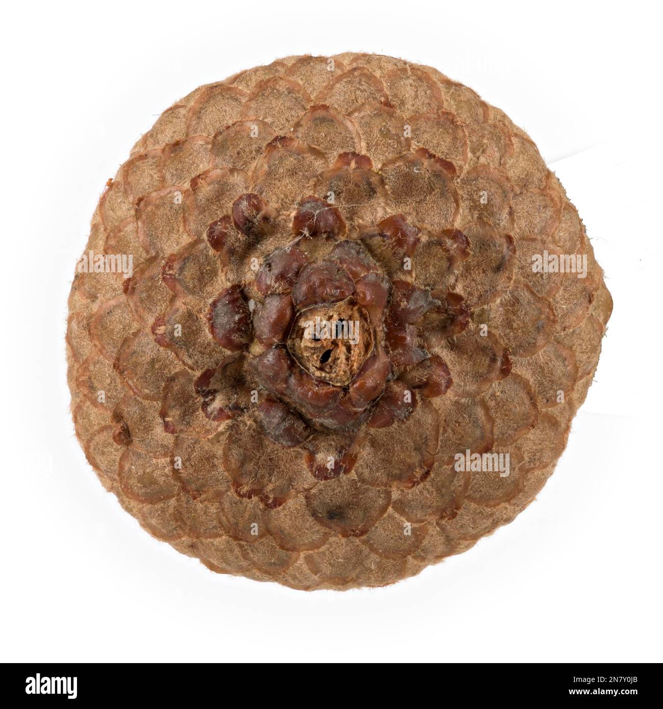 Oak tree from below Cut Out Stock Images & Pictures - Alamy