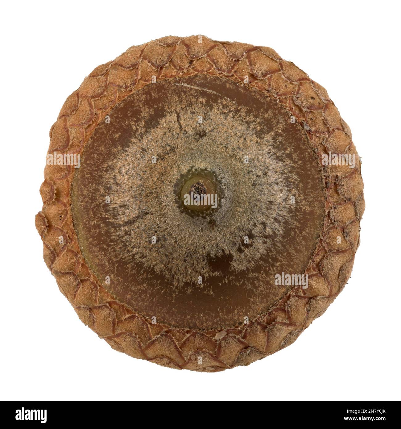 English oak (Quercus robur), acorn from above, Germany Stock Photo - Alamy