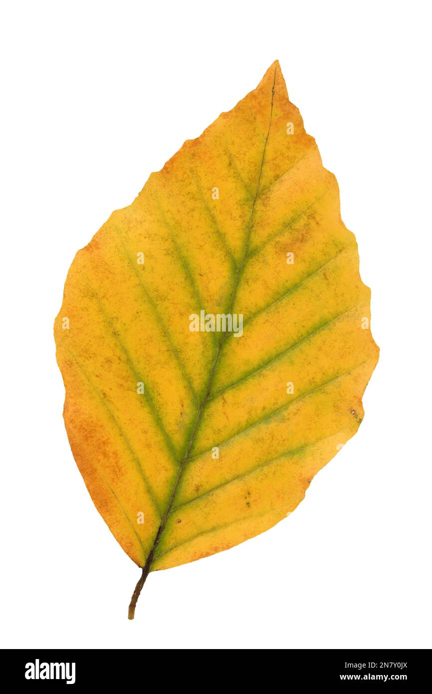 Common beech (Fagus sylvatica), leaf with autumn colouring, Germany ...