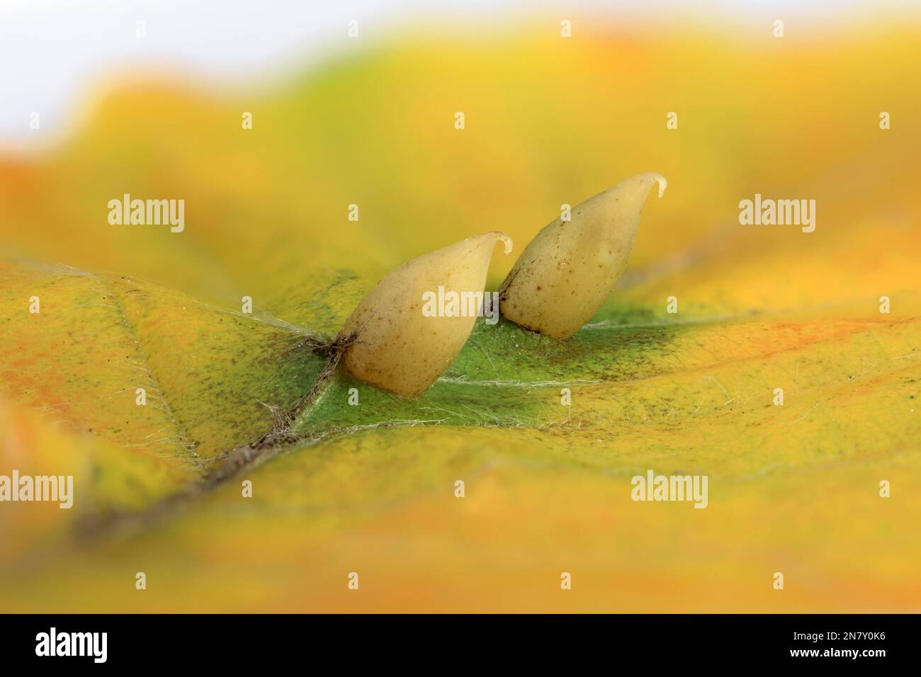 Beech gall midge (Mikiola fagi) on leaf of copper beech (Fagus ...