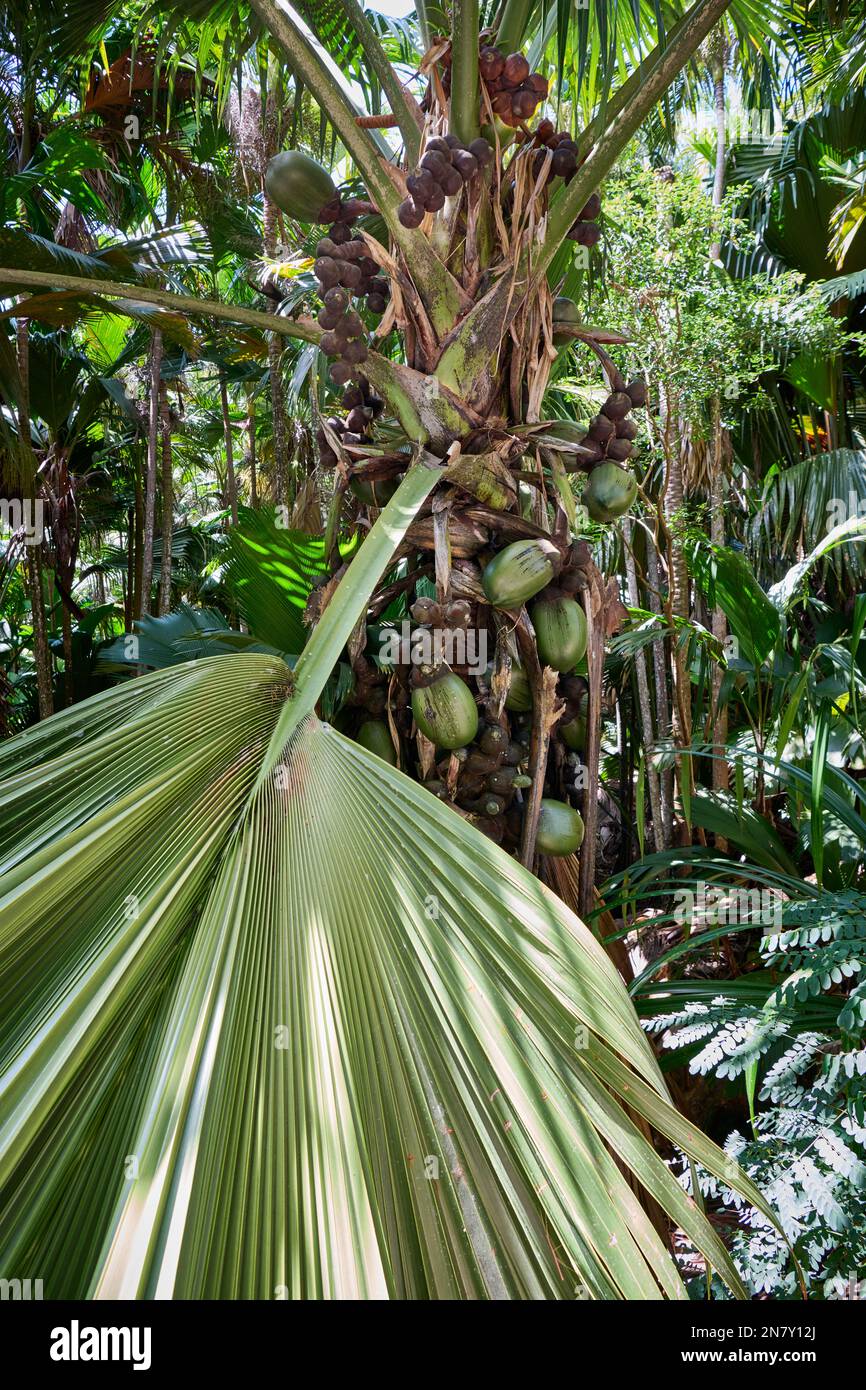 Huge nuts of Coco de mer palm tree in Vallee de Mai, Praslin Island ...