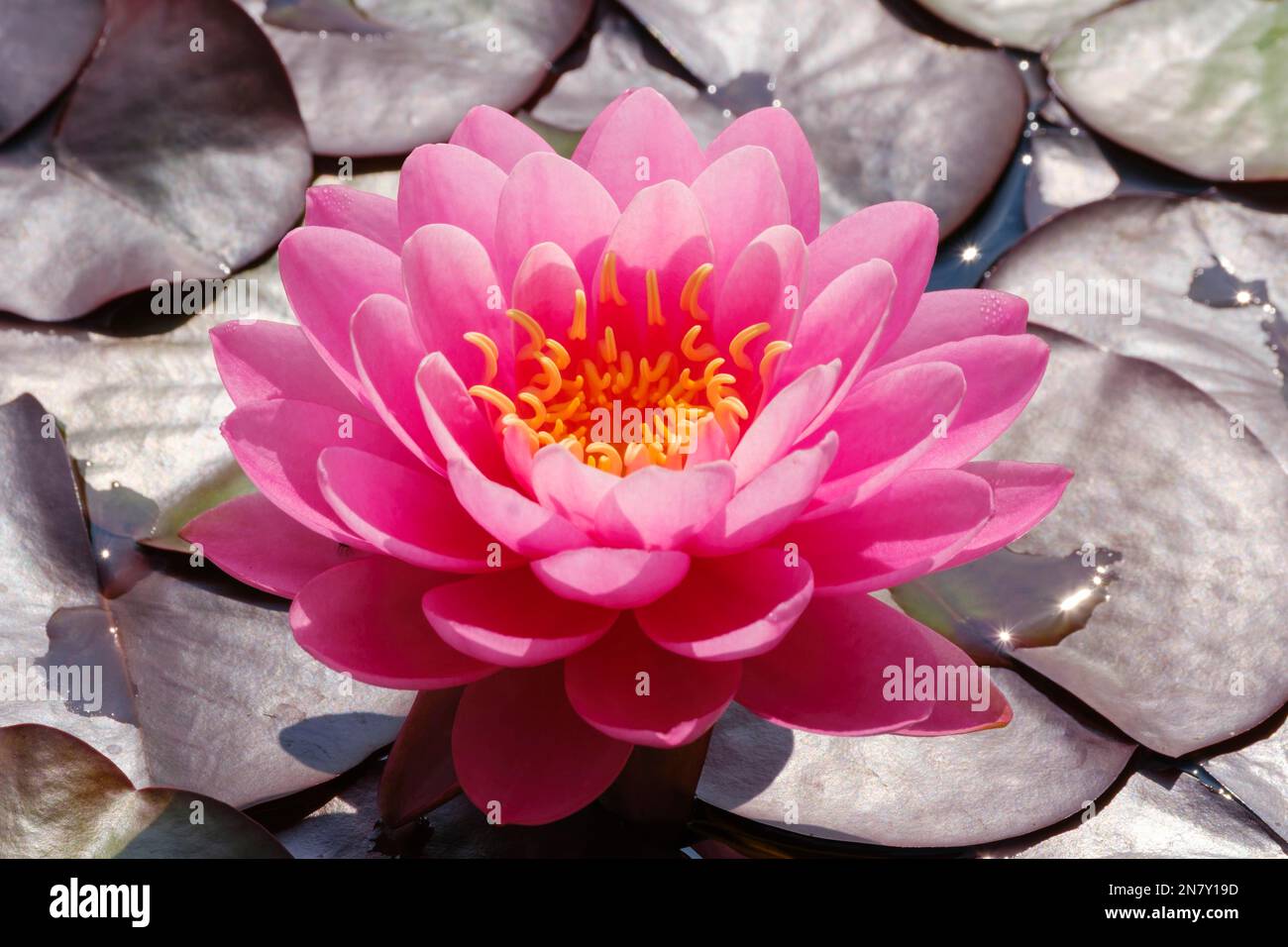 Hardy water lily (Nymphaea), Perry's Fire Opal, North Rhine-Westphalia ...