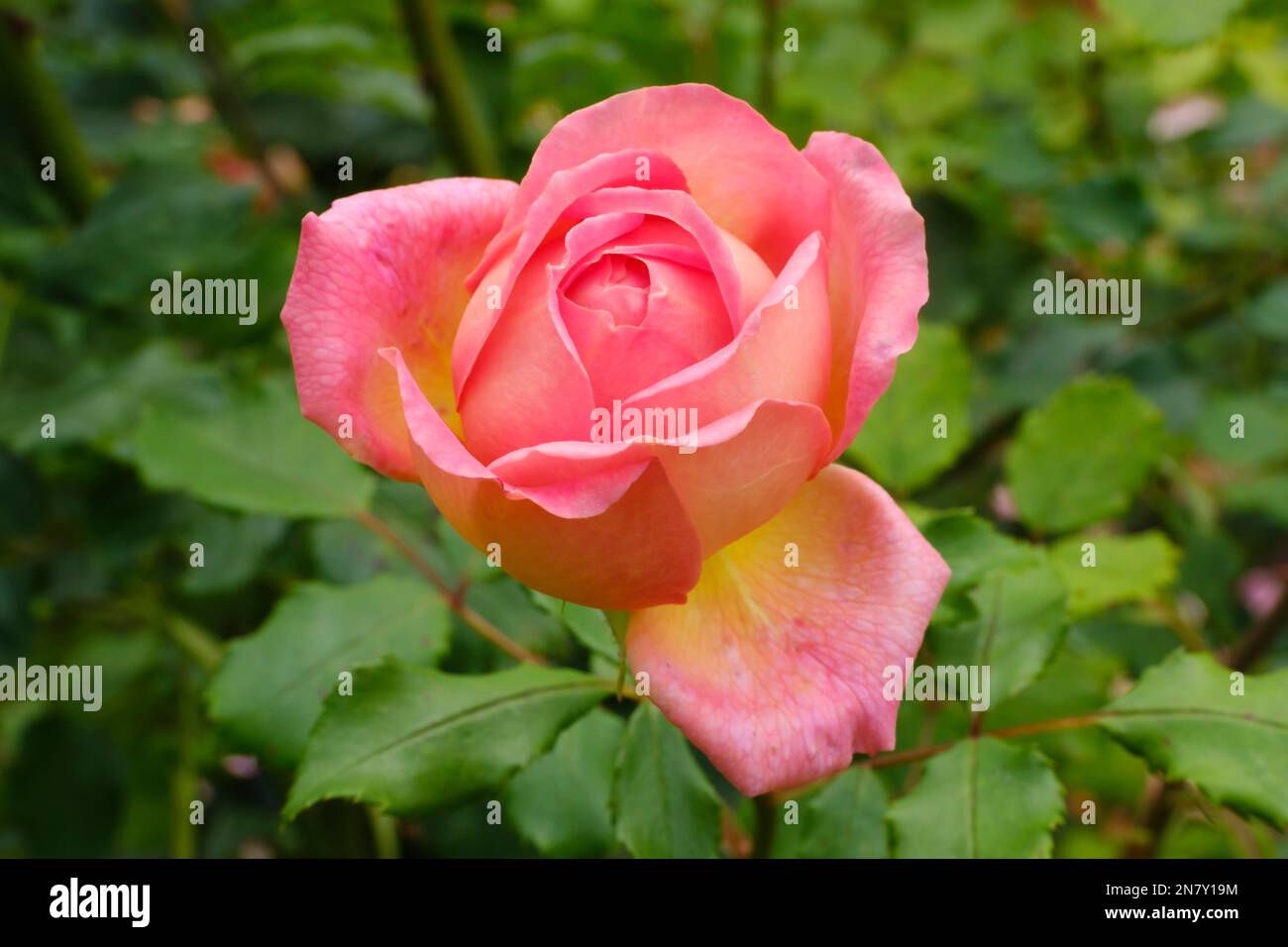 Shrub Rose (Rosa), Jubilee Celebration, North Rhine-Westphalia, Germany ...